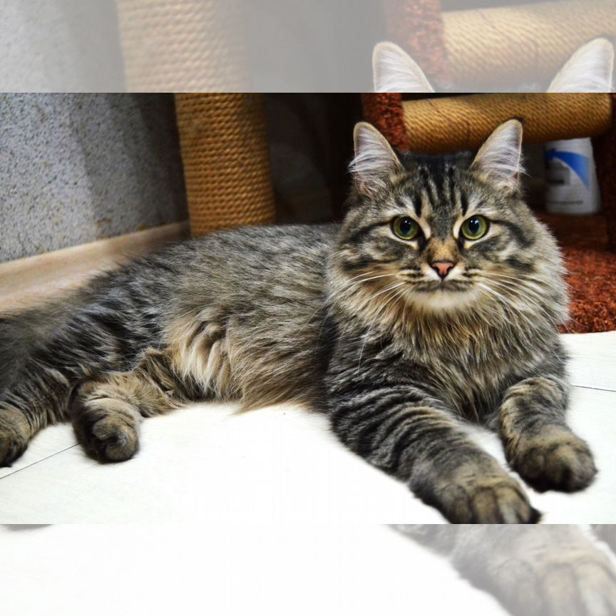 Сибирская, взрослая кошка