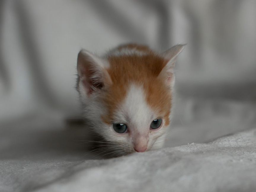 Котенок Штирлиц рядом, значит все в порядке 4 мес