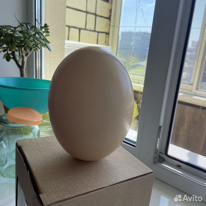 Скорлупа страусиного яйца