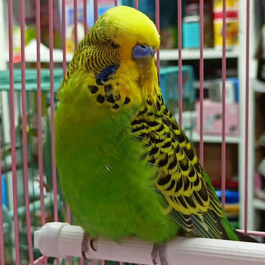 Волнистый попугай Чех выставочный