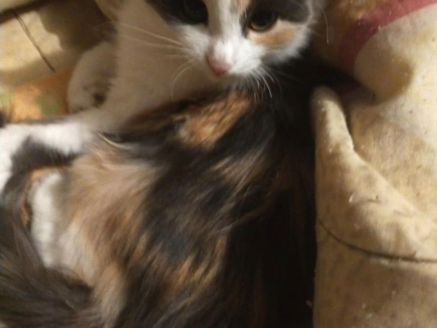 Кошка
