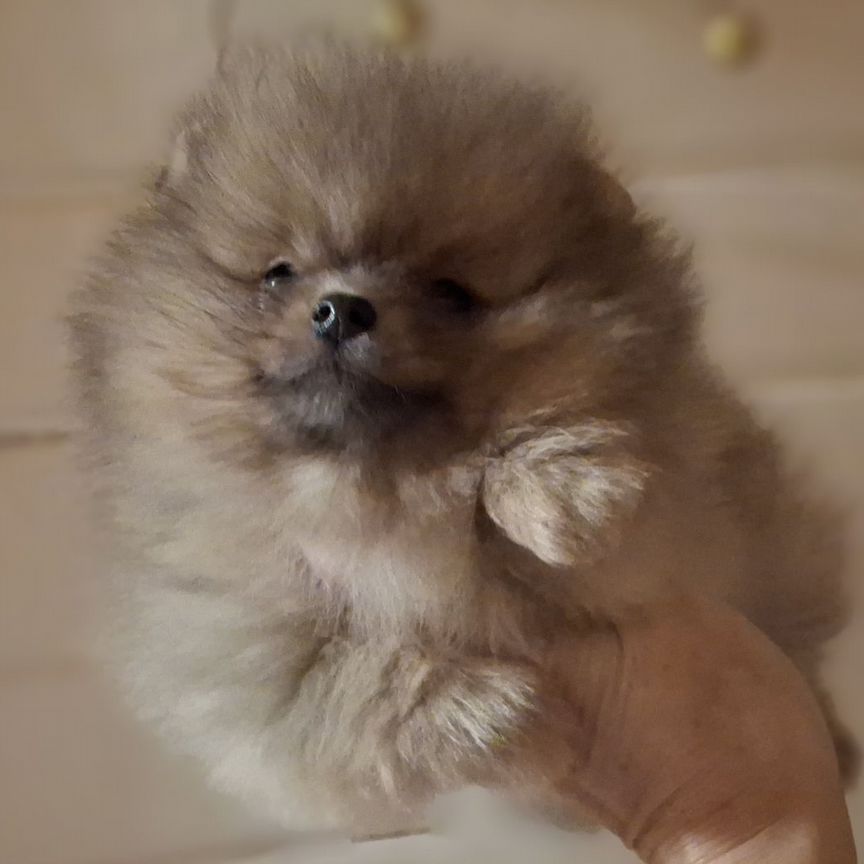 Померанский шпиц, щенок