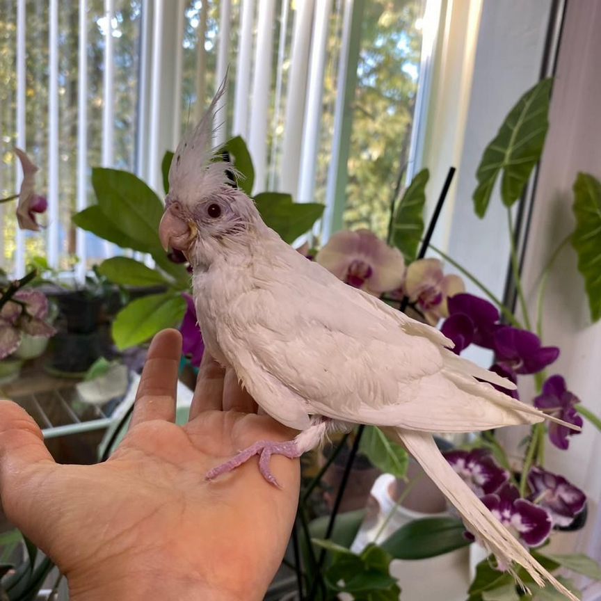 Выкормыш корелла, белолицый альбино