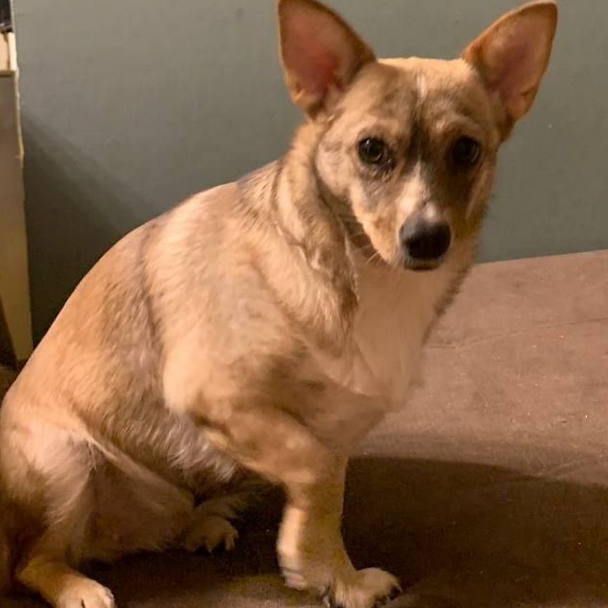 Взрослая собака в добрые руки