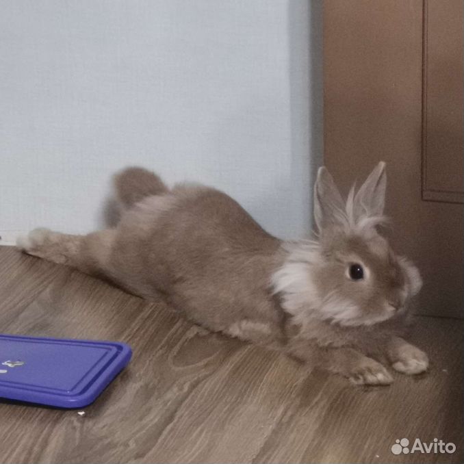 Кролик породы минор