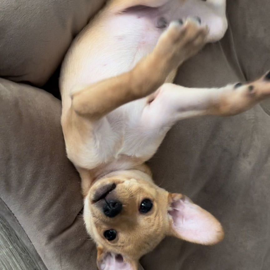 Щенки русский той-терьер