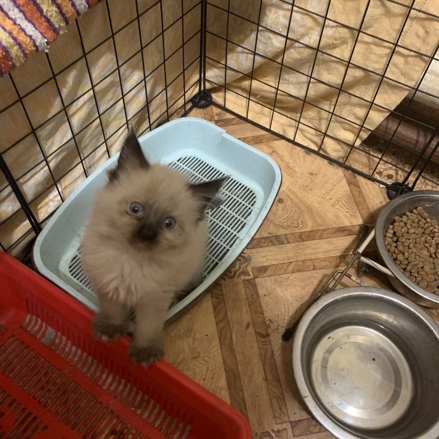 Котята мейн кунята