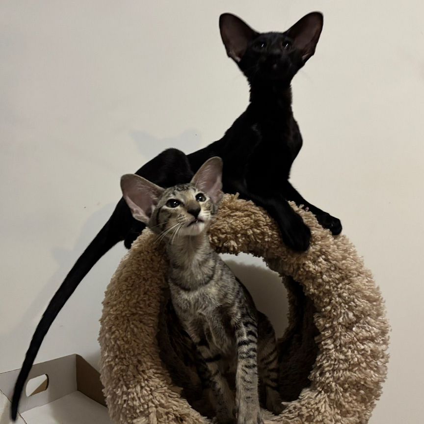 Ориентальные котята