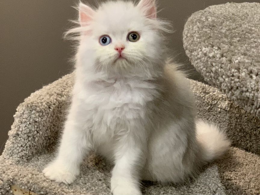 Шотландский котенок