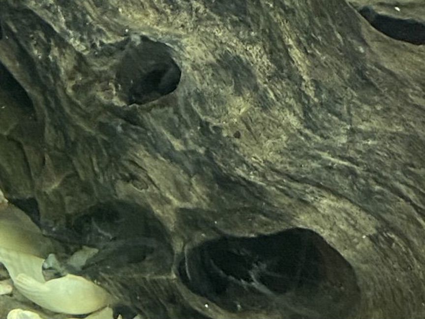 Номерные сомы 201 взрослые