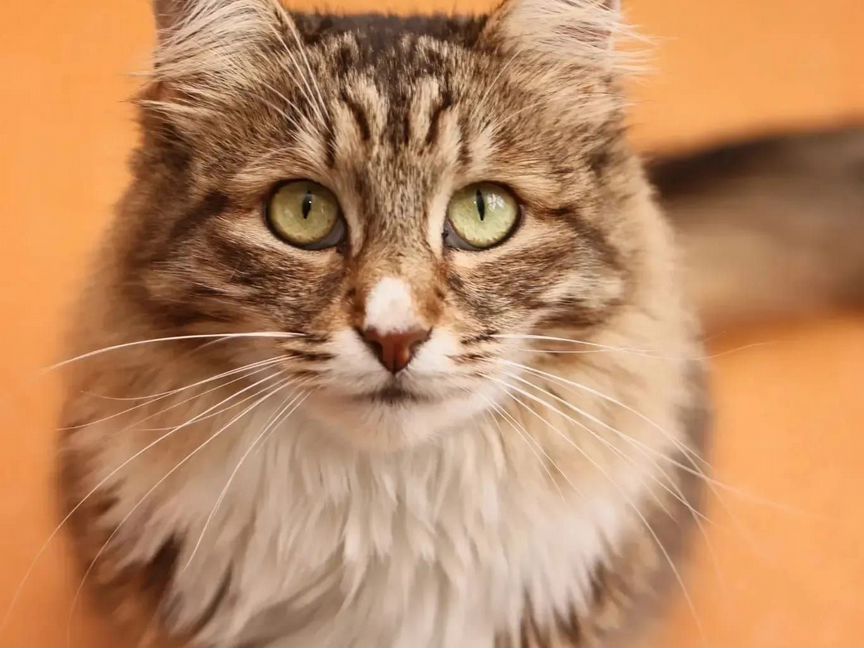 Пушистая Рыська ищет дом