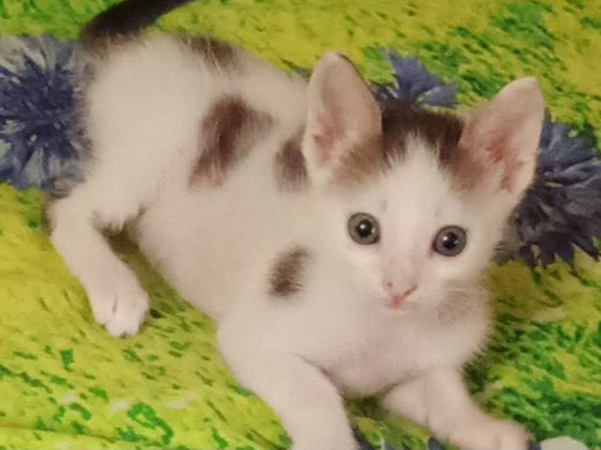 Котёнок