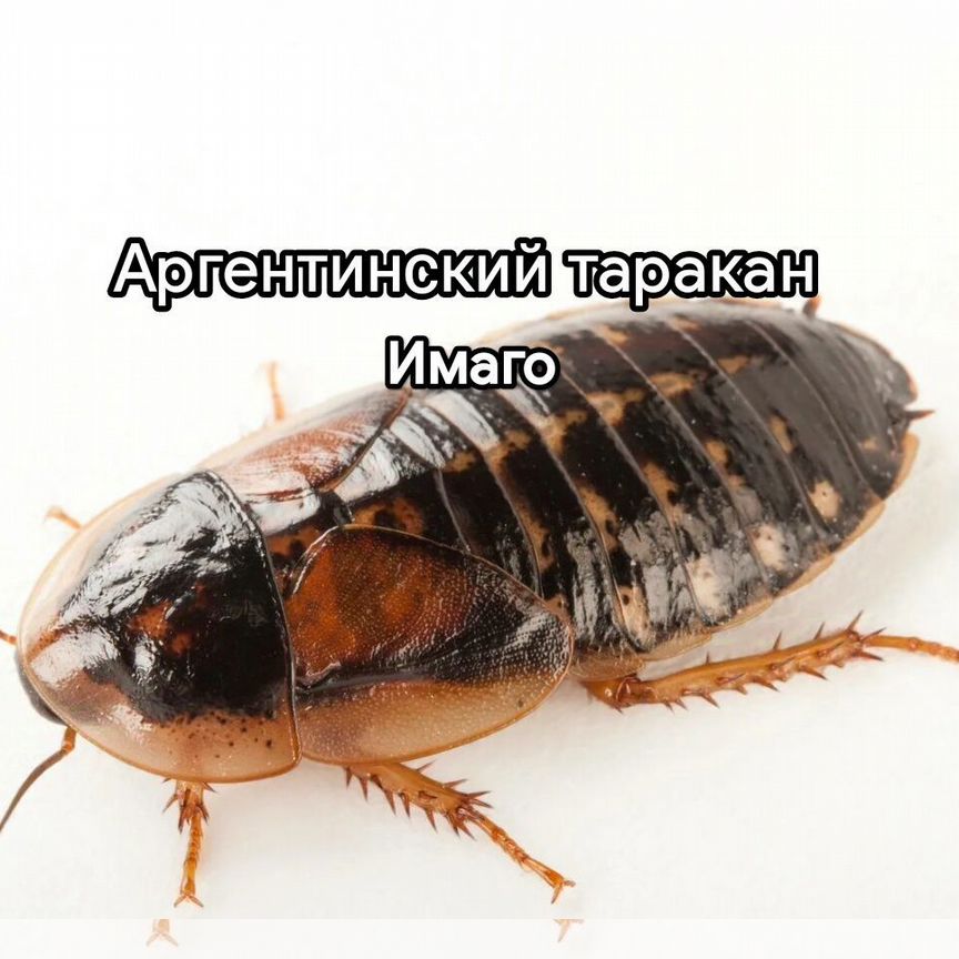 Аргентинский таракан
