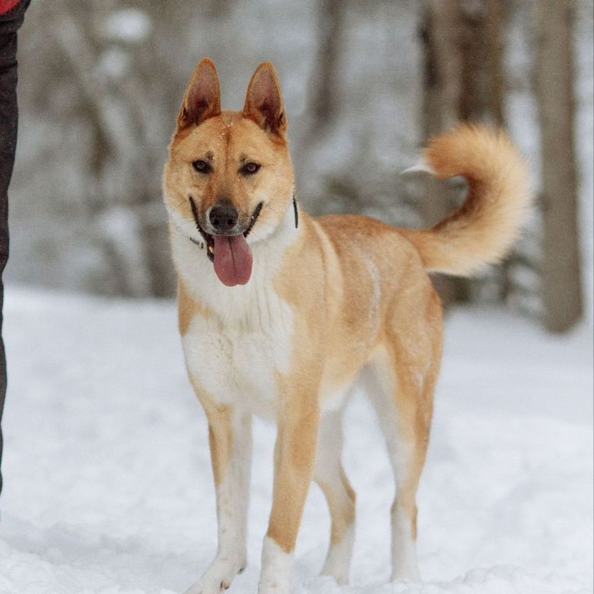 Взрослый пёс в добрые руки