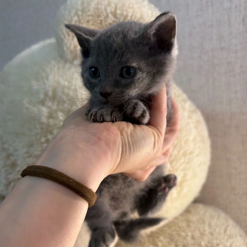 Британский короткошёрстный котёнок