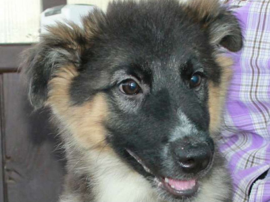 Щенки метисы