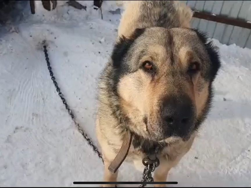Собака алабай, Девочка, 1 Год