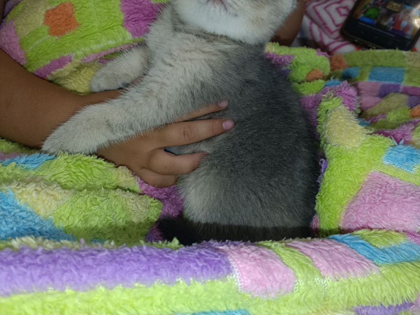 Британский котик