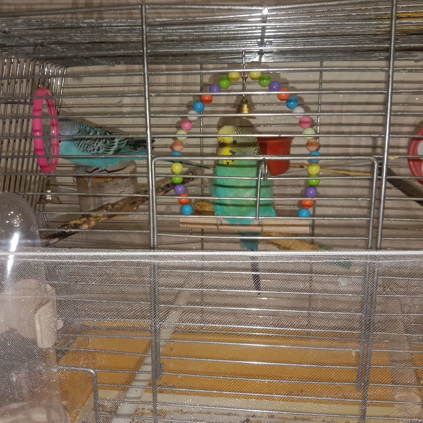 Волнистый попугай