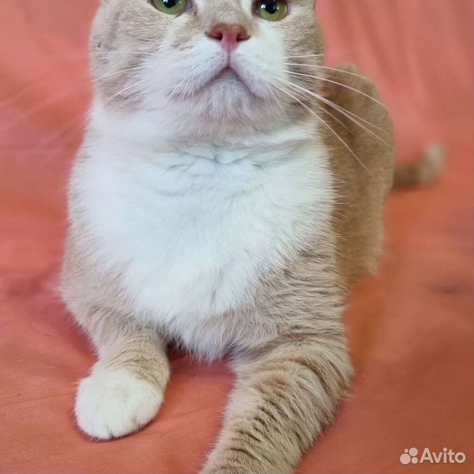 Шикарный кот Персик