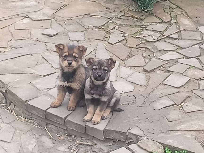 Отдам в добрые руки