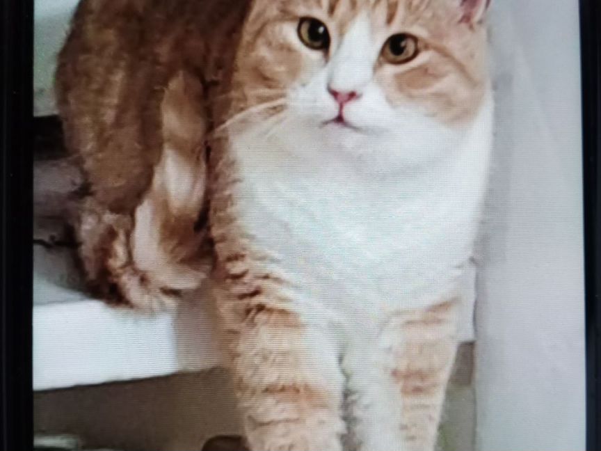 Котик Айс 1,5 года