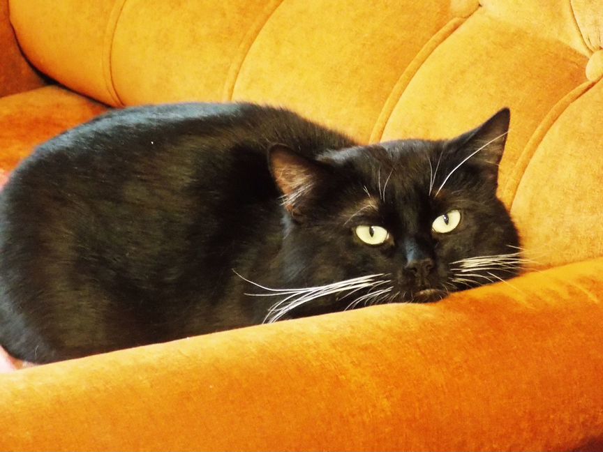 Ласковый черно-белый кот - видео