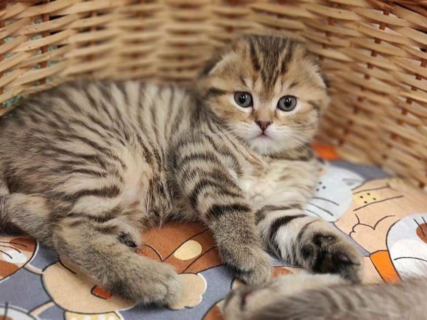 Шотландские вислоухие котята