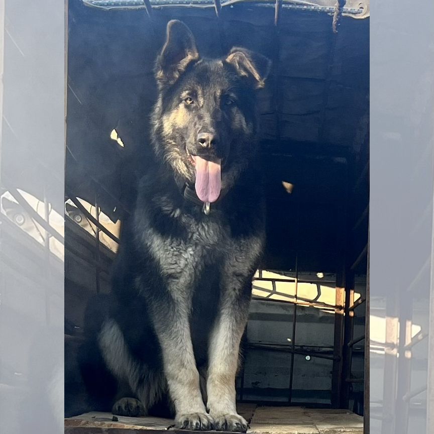 Восточноевропейская овчарка, щенок