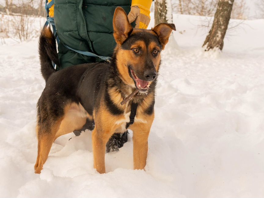 Яго ищет семью