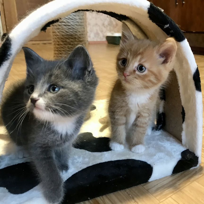Котята мальчики 1,5 мес