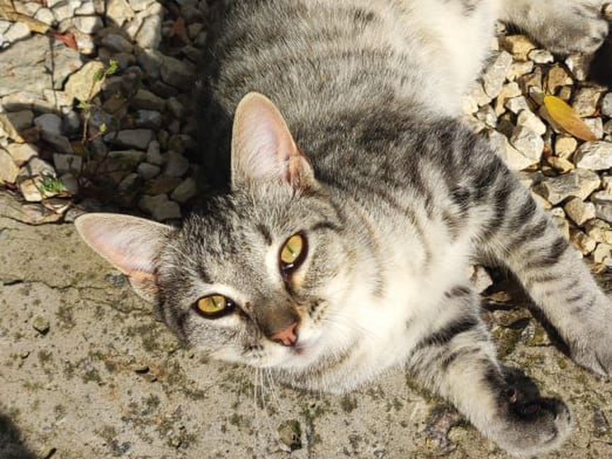 Кот Матроскин