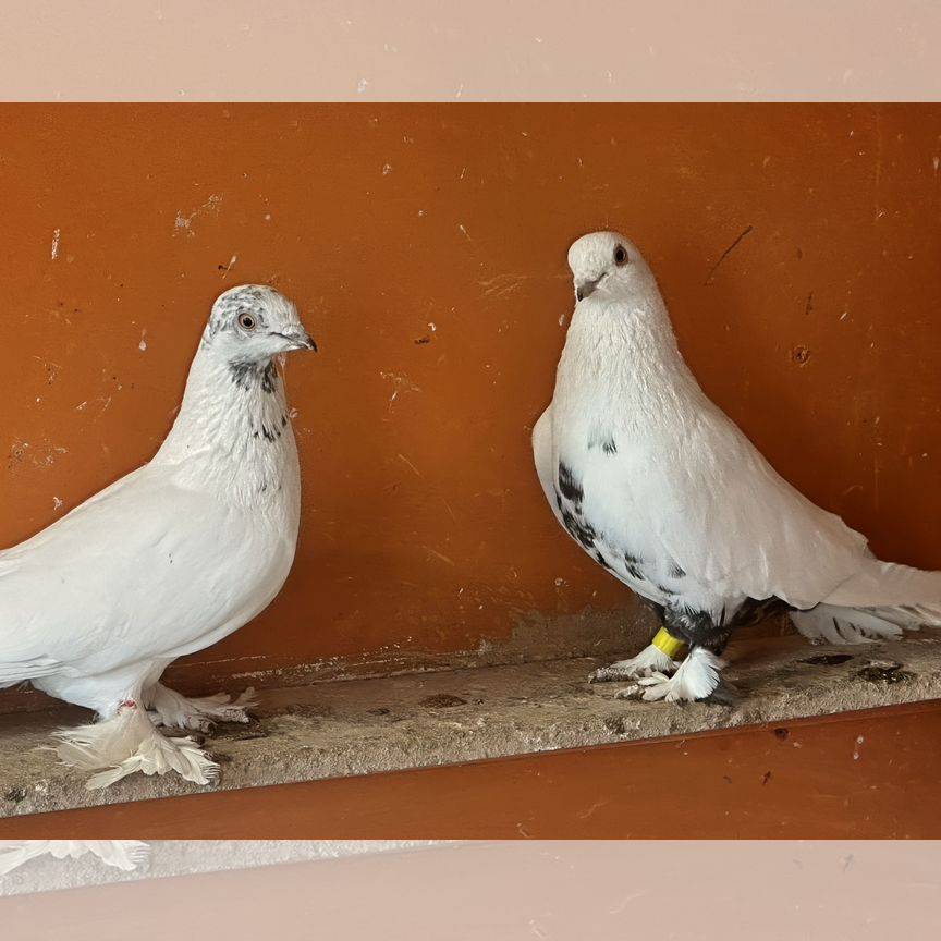 Таджикские бойные голуби