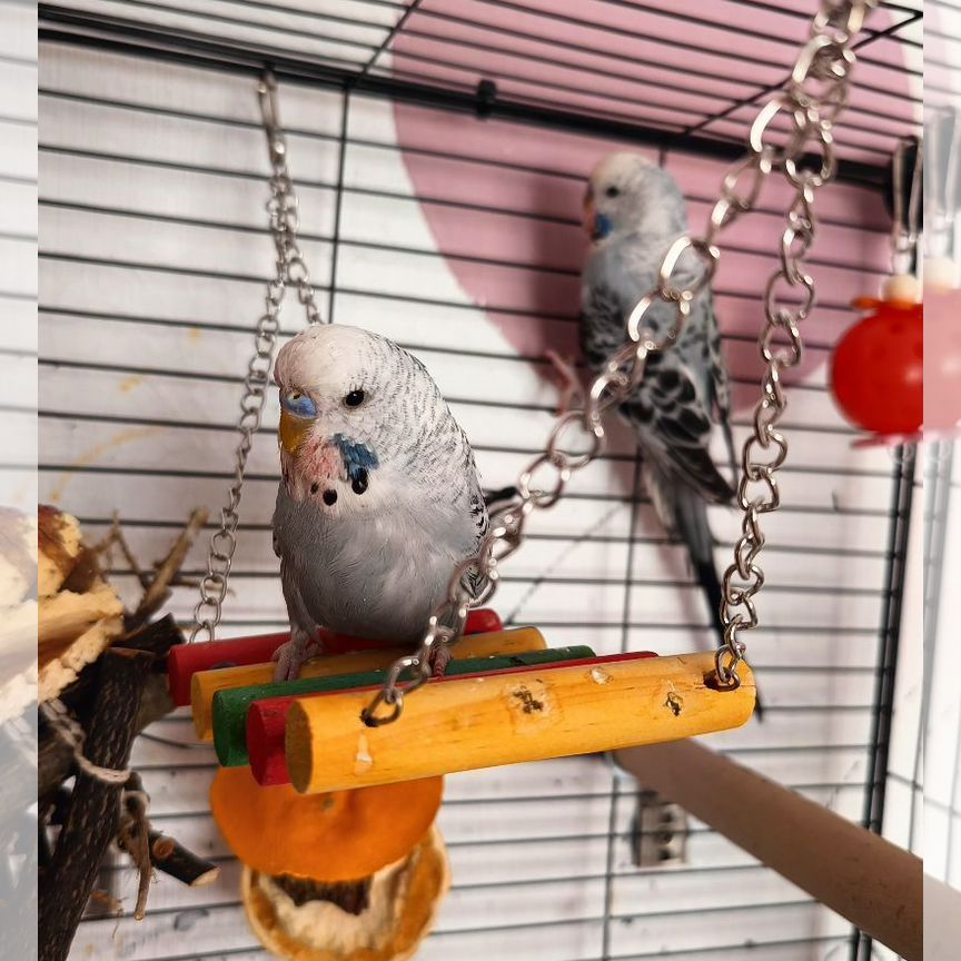 Волнистые Попугаи