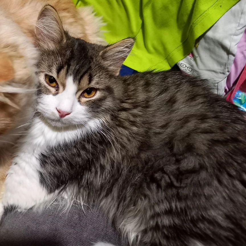 Кошка