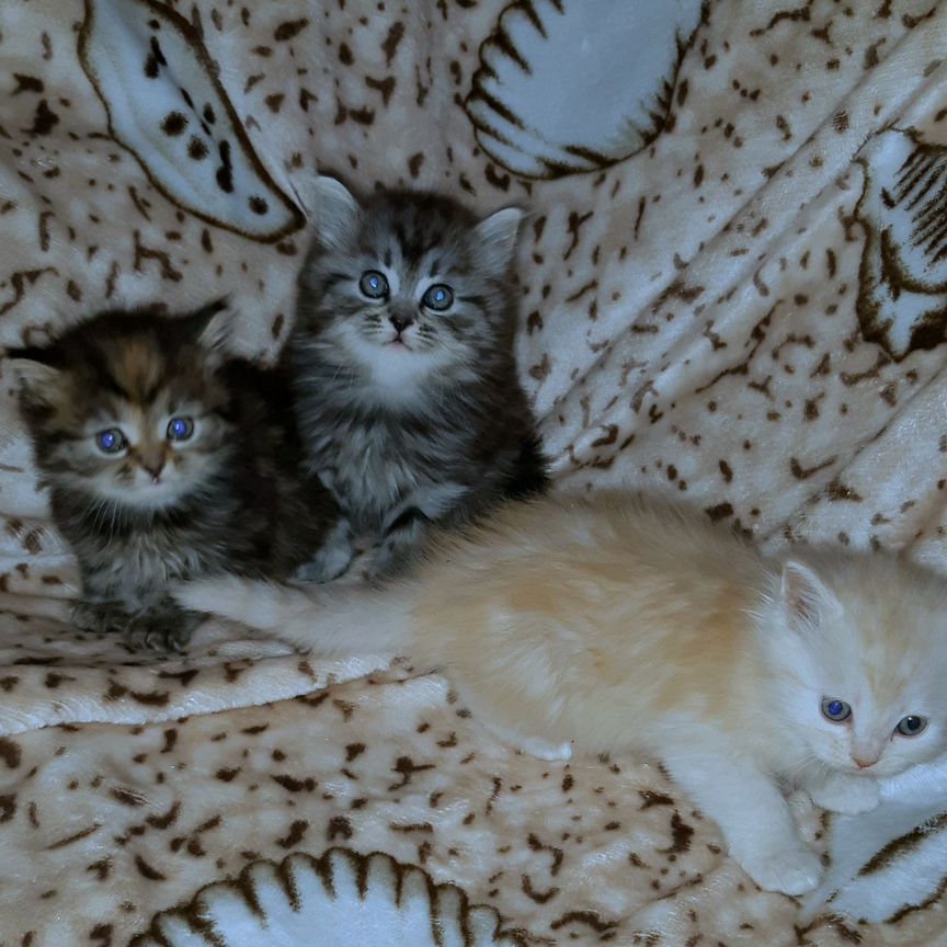 Шотландский прямоухий длинношёрстный котёнок