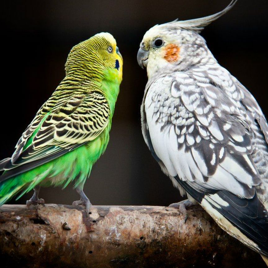 Волнистый попугай птенцы