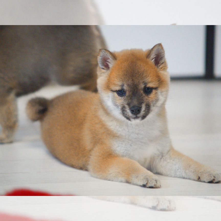 Сиба-ину, щенок
