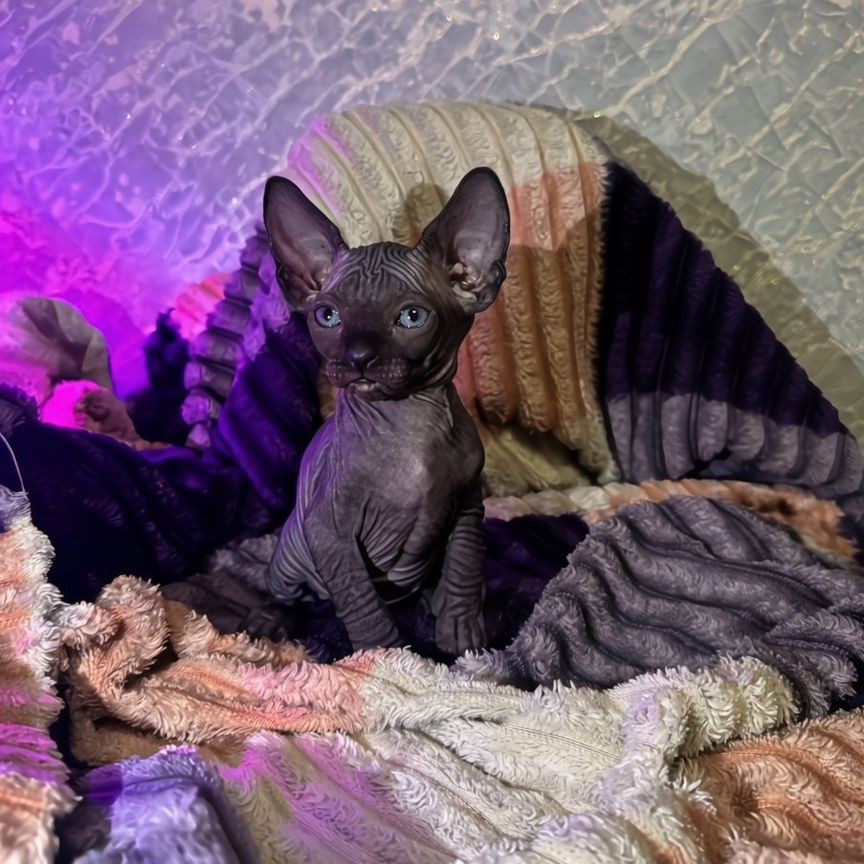 Канадский сфинкс котёнок