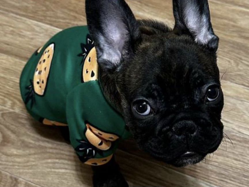 Французский бульдог