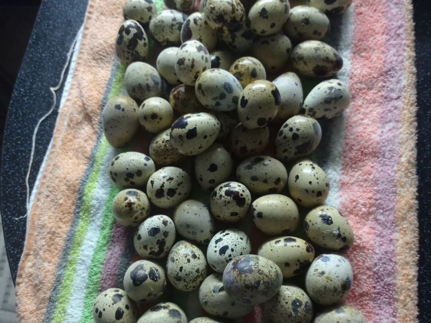 Яйца перепелиные инкубационное