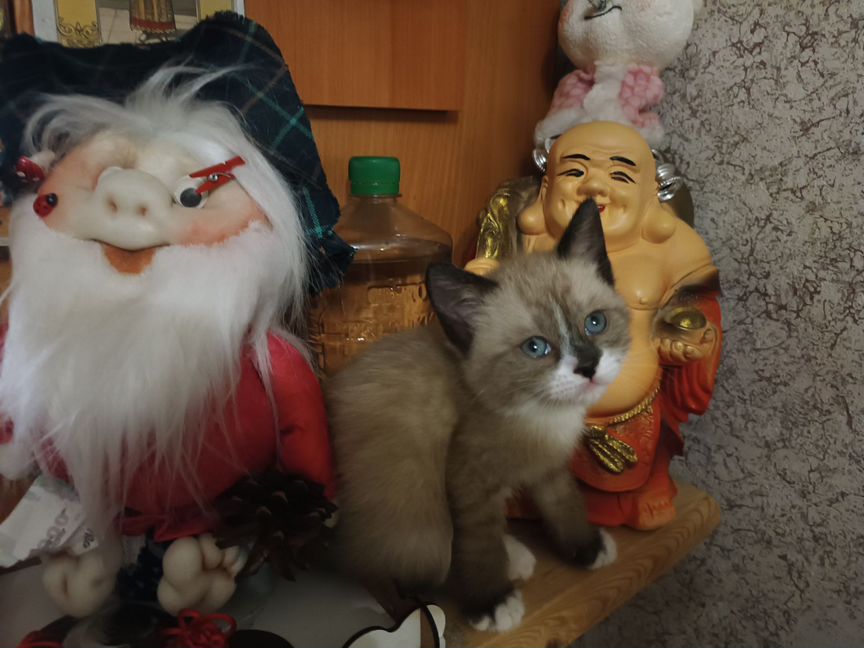Кошки
