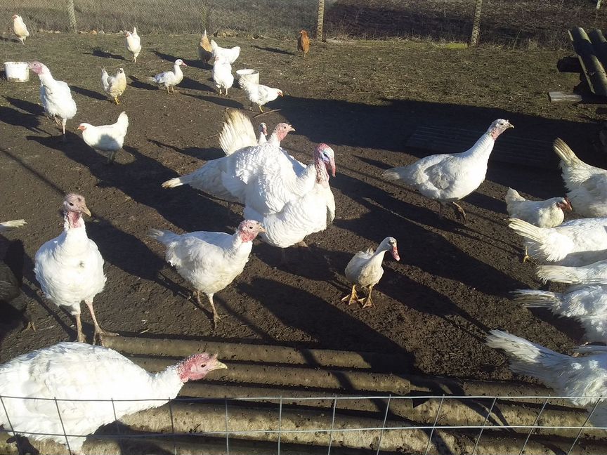 Индюшки домашние