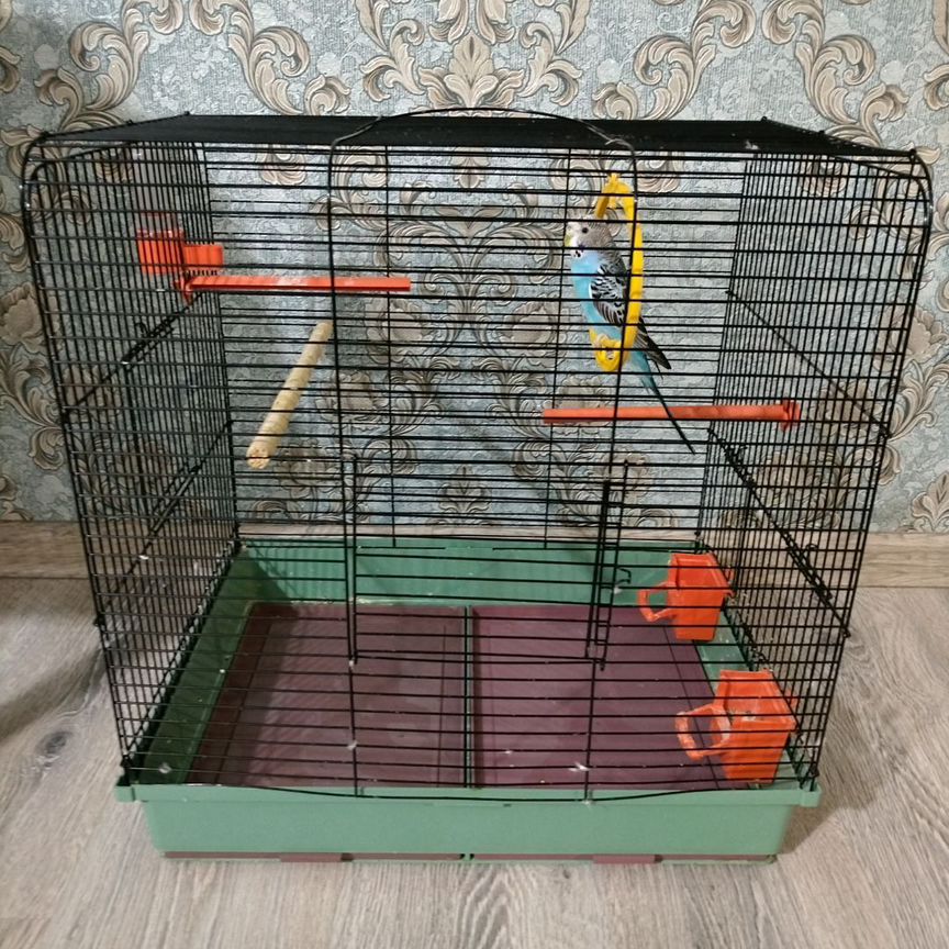 Попугай с большой клеткой