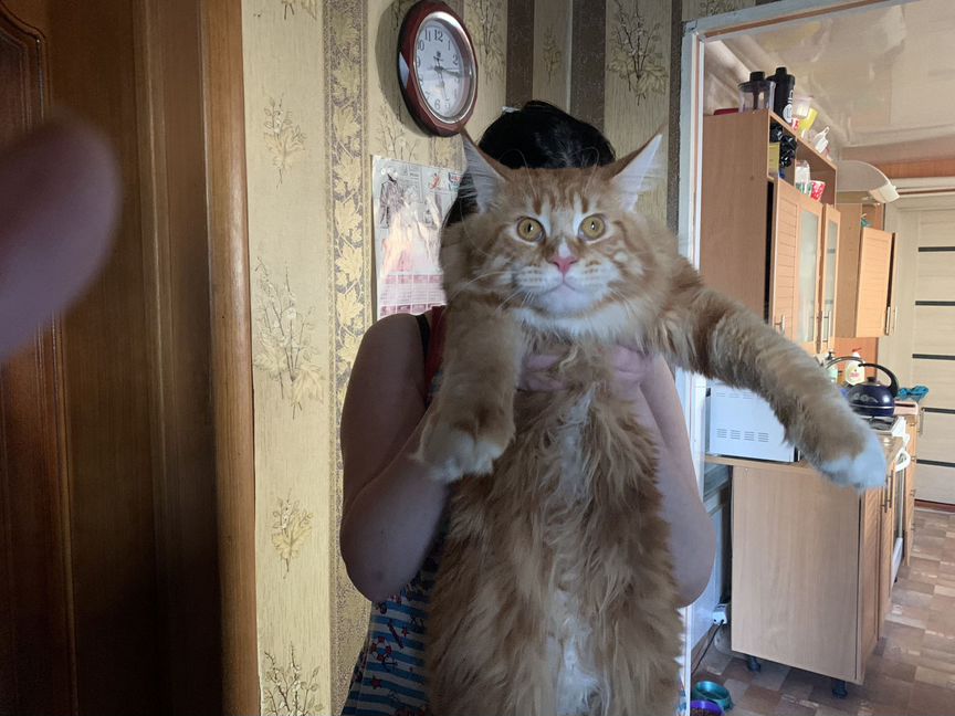 Случка, кот ищет кошечку