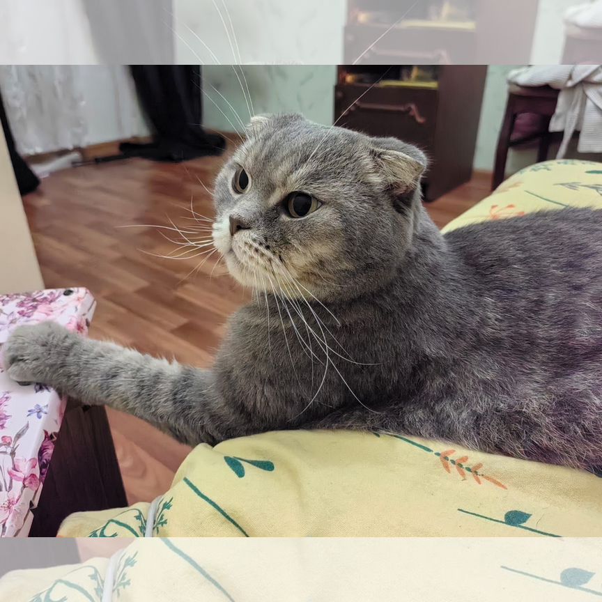 Вислоухий красавчик Веня