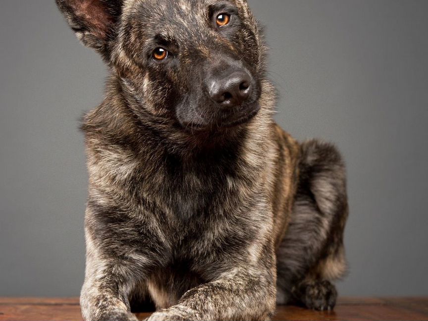 Щенки тигровых бельгийских овчарок (хердер)