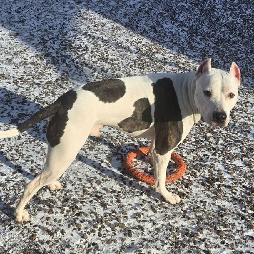 Американский стаффордширский терьер, взрослый пёс