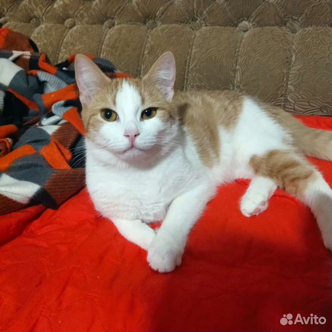 Рыженькая ищет дом