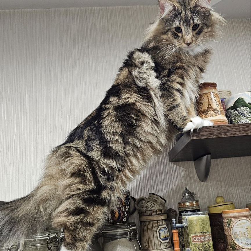 Не мейн-кун. Норвежская лесная